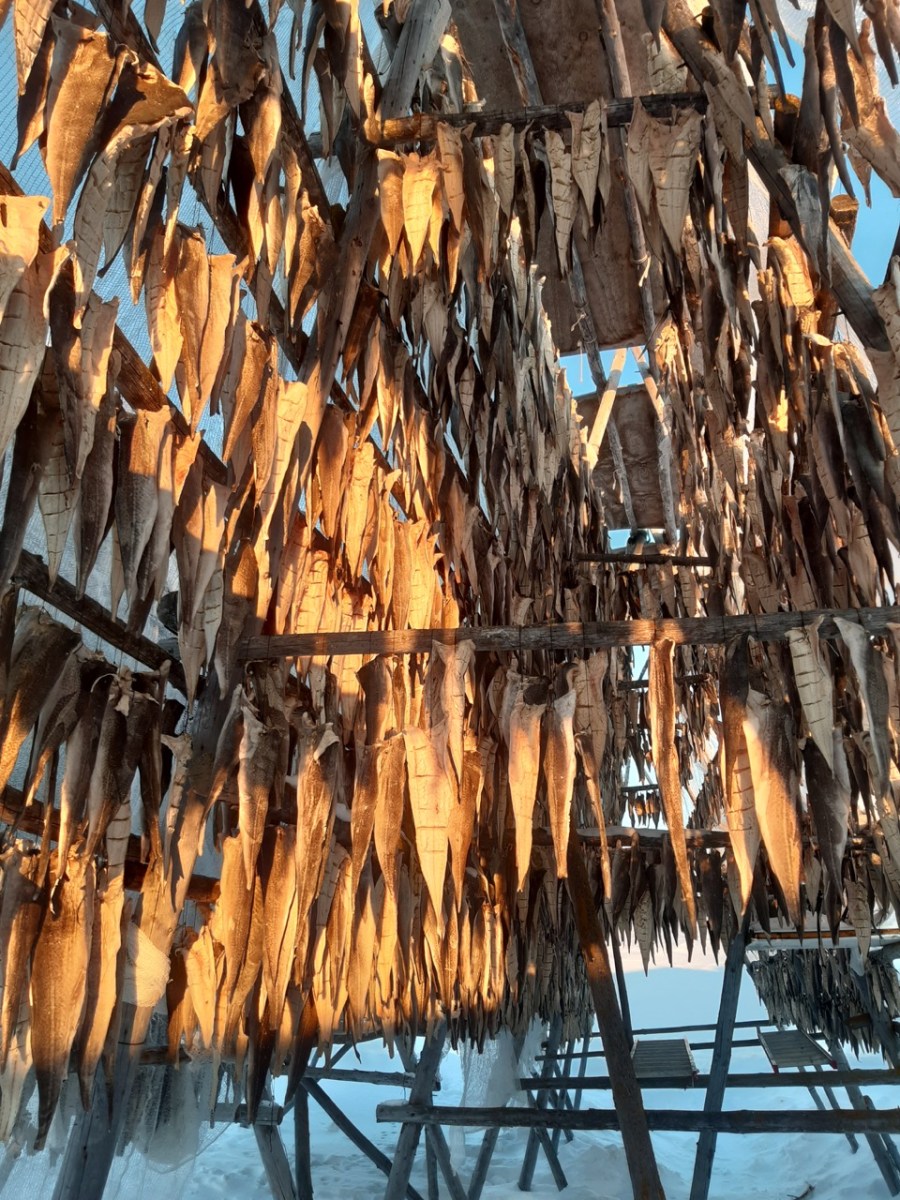 Séchoirs à morues – Artistes en Arctique